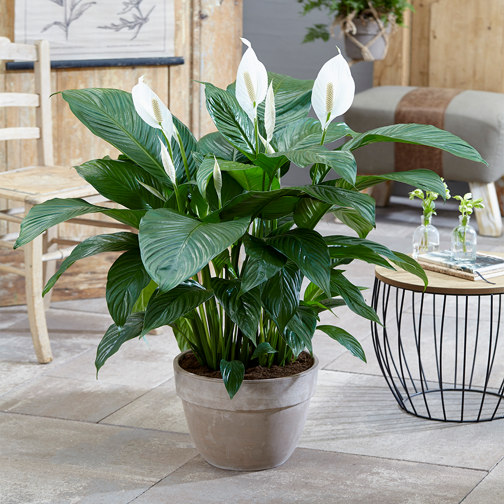 Spathiphyllum 'Peace Lily' House Plant - Live Indoor House Potted Tree ... Spathiphyllum 'Peace Lily' House Plant - Live Indoor House Potted Tree ...